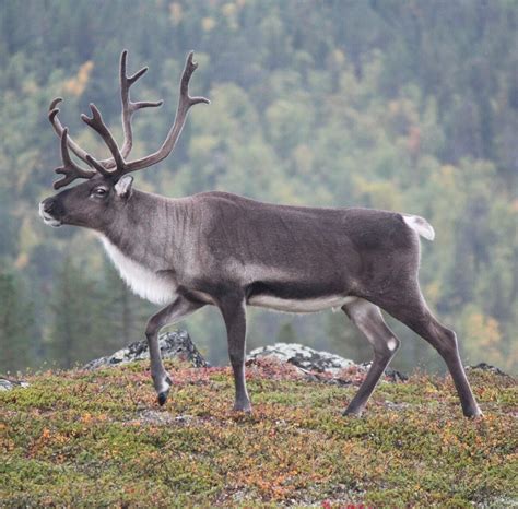 Finland Wildlife The Animals Of Lapland Firebird Tours