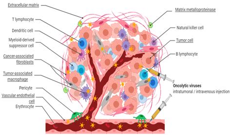 Simultaneous Tumor And Stroma Targeting By Oncolytic Viruses