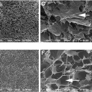 SEM Characterization Of The Directional Icetemplated ECM Scaffold The