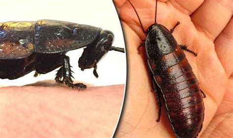Cockroach Bites Signs Of Bites And How To Get Rid Of Infestations