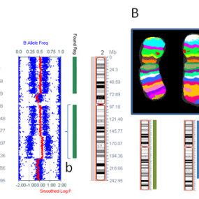 A Comparison Of Array CGH And SNP Array Results For Chromosome From Download Scientific