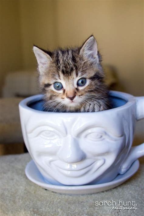 Cute Kittens In Cups Cute Kittens