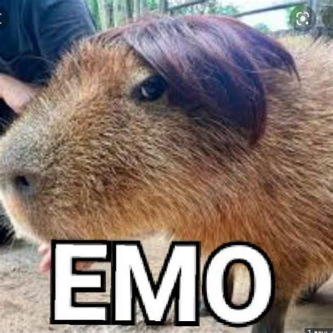 Пин от пользователя Tom Yt на доске Memes De Que Nunca Voy A Hacer