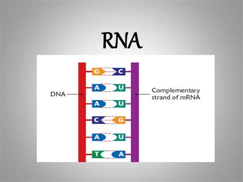 PPT RNA PowerPoint Presentation Free Download ID