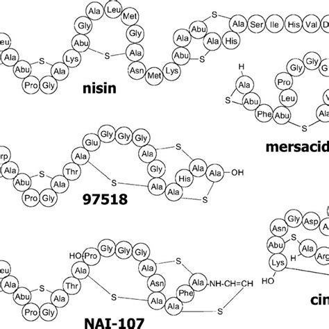 1 Structure Of Lanthionine Xh And Of Methyl Lanthionine Xch 3