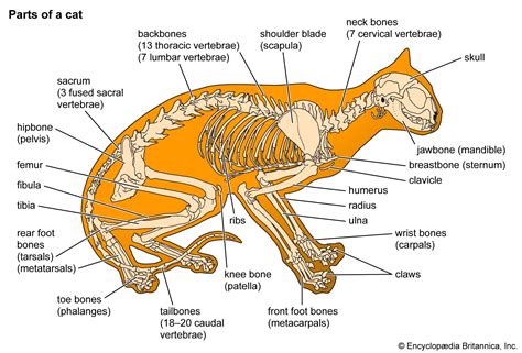 Muscles 5 Cat Muscle Anatomy Diagram Cat Muscles