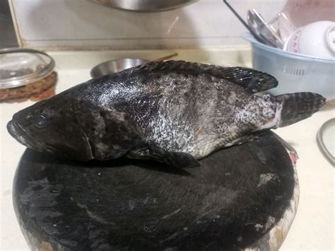 清蒸石斑鱼怎么做清蒸石斑鱼的做法豆果美食