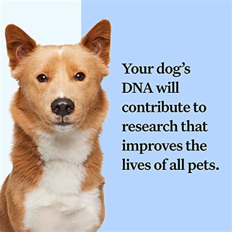Wisdom Panel Breed Discovery Dog Dna Kit Most Accurate Dog Breed