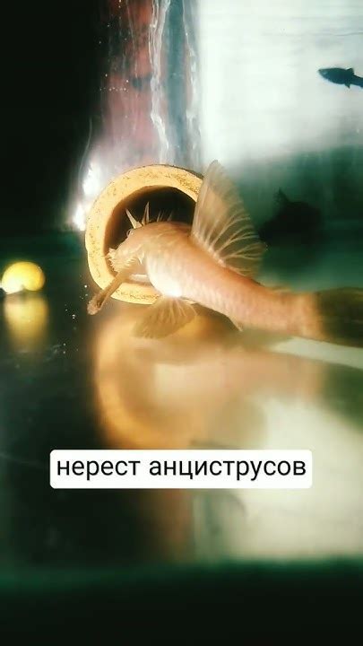 анциструс готовится к нересту #анциструс - YouTube