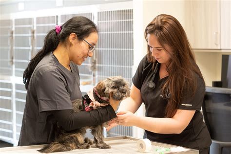 🔴 Emergency Pet Care In Long Island Ny Oath