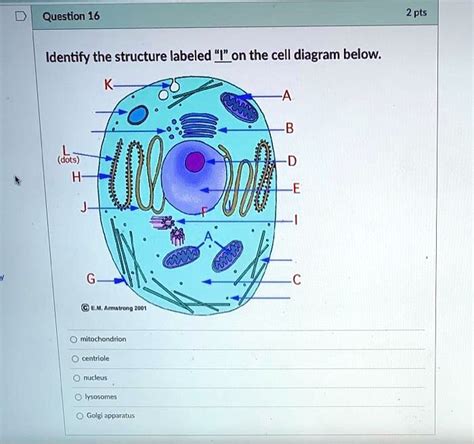 solved question 16 2 pts identify the structure labeled on the cell