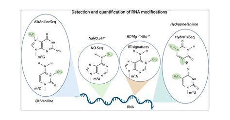 General Principles And Limitations For Detection Of Rna Modifications By Sequencing Accounts