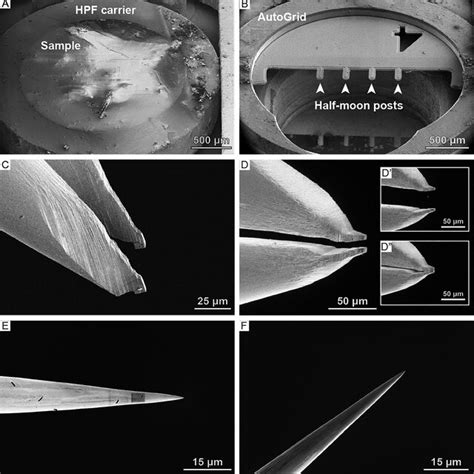 Schematic Of A Cryo Fib Sem Microscope Setup Iflm Integrated Download Scientific Diagram