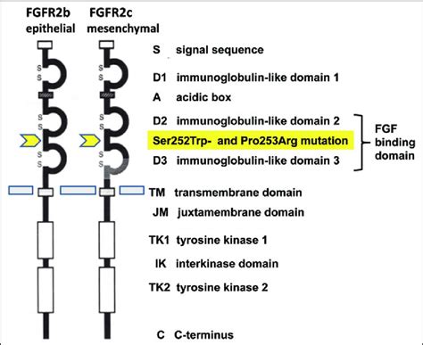 Fgfr2 Isoforms Fgfr2b And Fgfr2c Generated By Alternative Splicing Of
