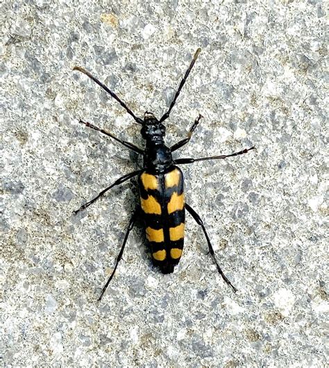 Bug Wasp Free Photo On Pixabay Pixabay