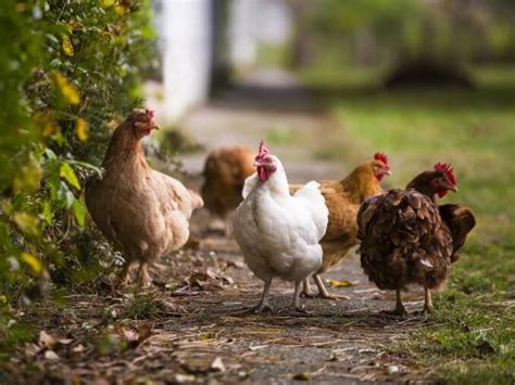 Speckled Sussex Breed Guide All You Need To Know Chickens And More