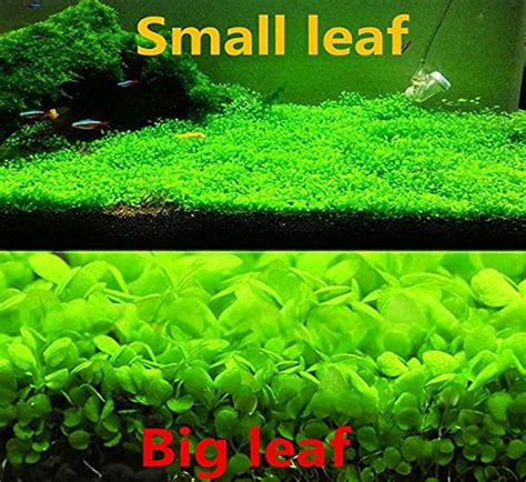 Big Leaf Carpet Grass Samak Aquarium