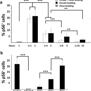 The VNO Of Male And Female Mice Shows Adaptation To Same Sex Stimuli Download Scientific