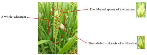 Yolov5s T A Lightweight Small Object Detection Method For Wheat