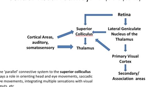 Neuro 3 4 Visual Processing Flashcards Quizlet