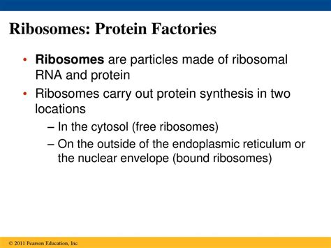 Concept 62 Eukaryotic Cells Have Internal Membranes That