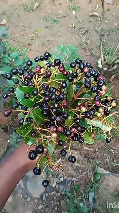 වැඩියෙන්ම රස මොනවද හොදයි නම් Subscribe කරමූ Youtube