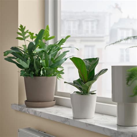 Ficus Lyrata Bambino Potted Plant Fiddle Leaf Fig 9 Cm Ikea