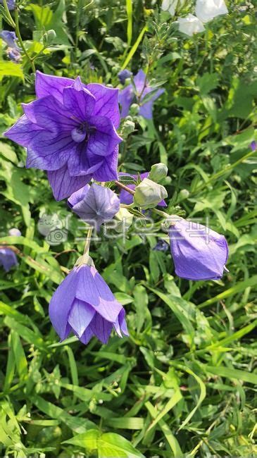 Flower Plant 식물 겹도라지꽃 보라색꽃 사진이미지일러스트캘리그라피 River12작가