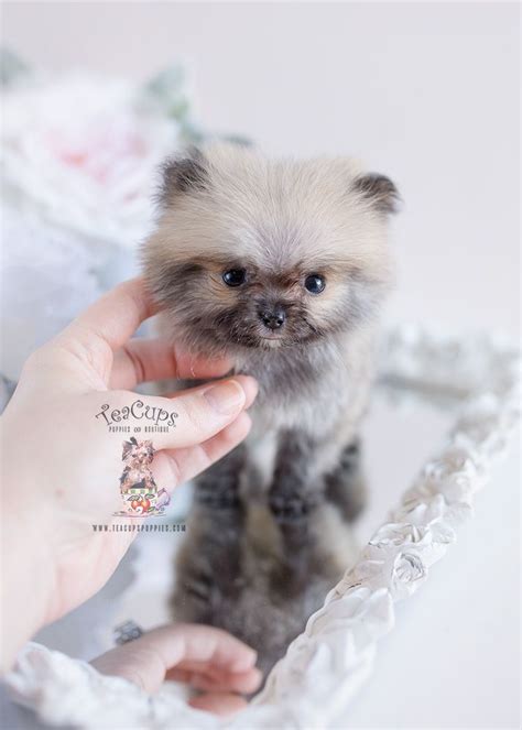 Micro Teacup Pomeranian Puppies Artofit