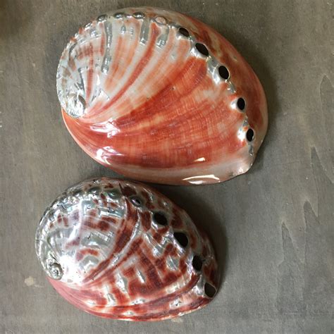 Polished Large Red Abalone Shell Sea Things Ventura Polished Large Red Abalone Shell Sea Things Ventura