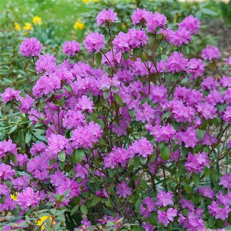 Рододендрон каролинский П.Ж.М. (Rhododendron carolinianum P.J.M ...