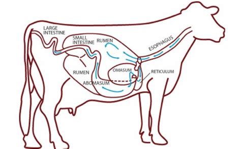 Cow Stomach Diagram