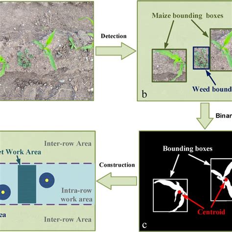 E The Process Of Constructing A Protected Area And A Target Weeding