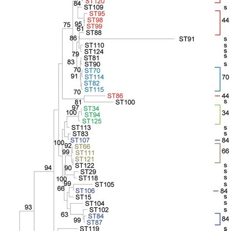 Minimum Evolutionary Tree Of Concatenated Sdse Mlst Loci The Tree Was