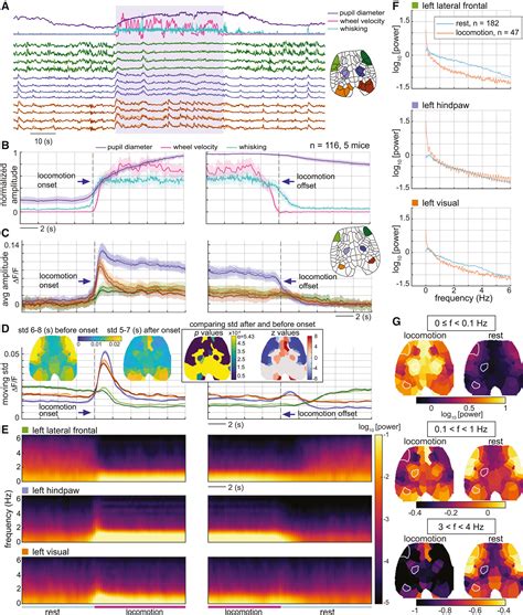Cortex Wide Neural Dynamics Predict Behavioral States And Provide A Neural Basis For Resting