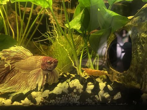 Goodnight Reddit Raquariums