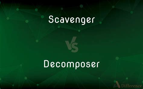Scavenger Vs Decomposer — Whats The Difference