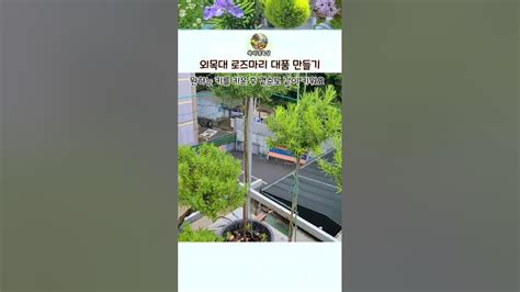 외목대 로즈마리 대품으로 만들기 로즈마리 키우기 Youtube