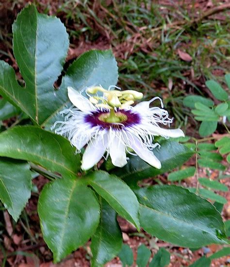 How To Grow Passiflora Edulis Earthone