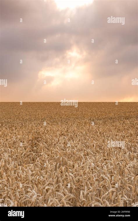 Harvest Is Soon To Come A Series Of Photos Of Corn Fields At Sunset