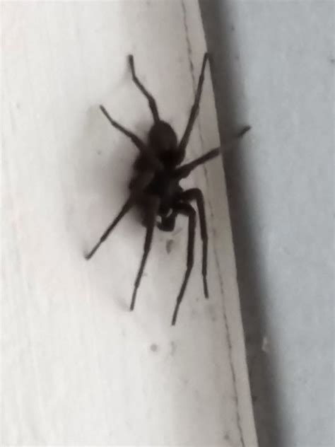 이 거미는 무슨 거미인가요 지식in
