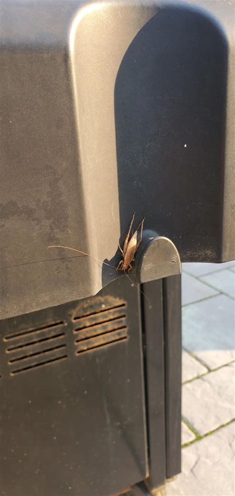 What Is This Cockroach Looking Bug Rwhatsthisbug