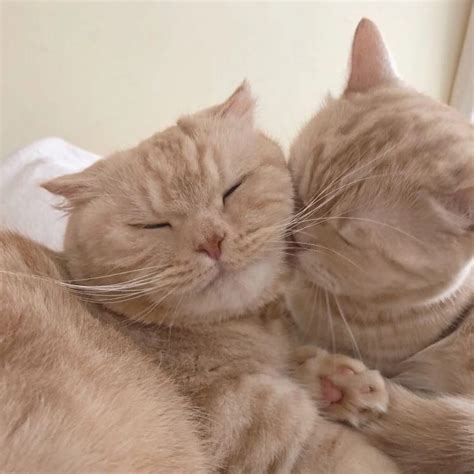 H Nh Nh Ch M O H N Nhau Cute Ng Y U