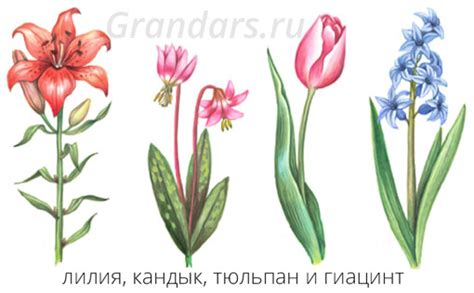 Семейство лилейные: признаки растения, формула цветка и околоцветник