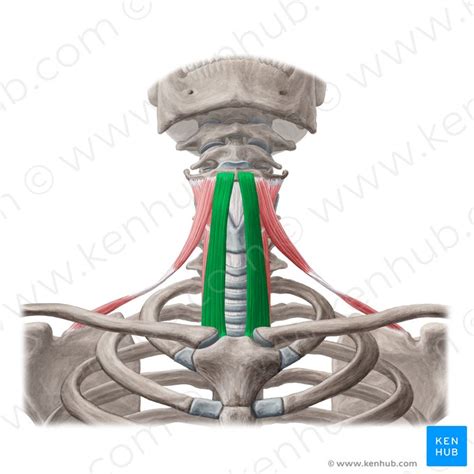Sternohyoid Origin Insertion Innervation And Action Kenhub
