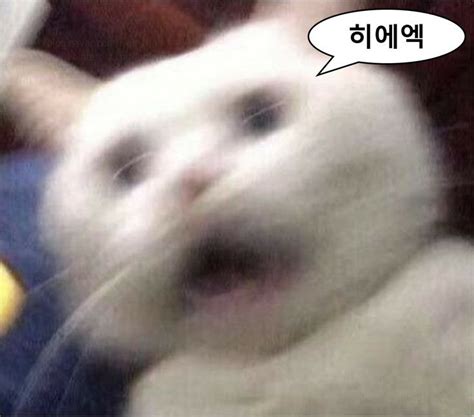 말풍선짤에 있는 Kuroi Hiyoko님의 핀 재미있는 고양이 밈 고양이 명언 귀여운 사랑 밈