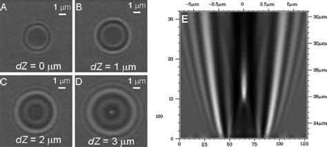 Generation Of A Calibration Profile In The Z Direction For A Bead In Download Scientific