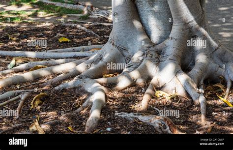 Tree Root System Hi Res Stock Photography And Images Alamy