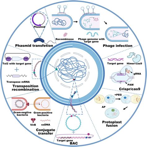 Genetically Engineered Bacterium Principles Practices And Prospects