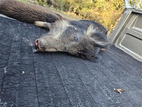 Nsfw Dead Animals Seneca Dragon Claw Actually Works Rairguns